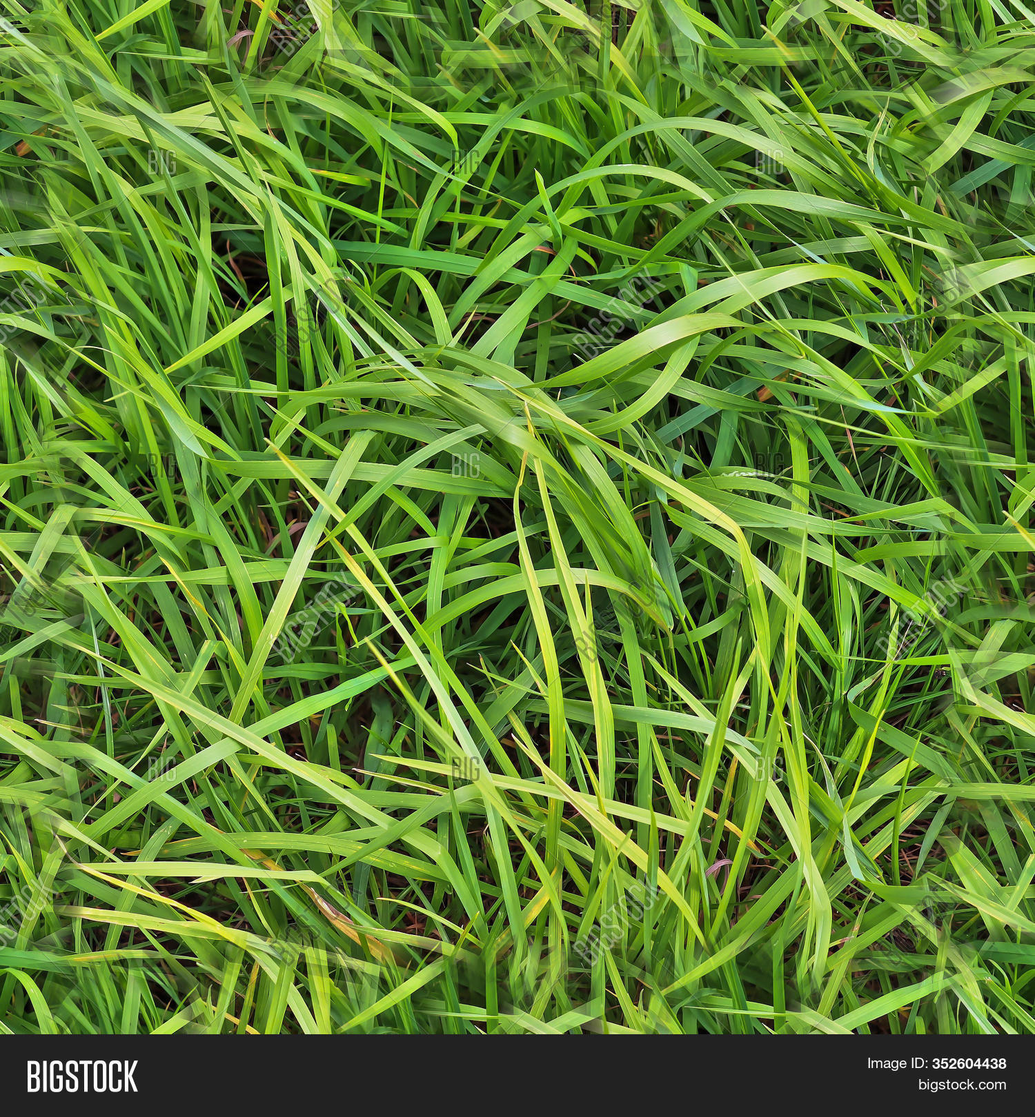 Photo Realistic Image & Photo (Free Trial) | Bigstock