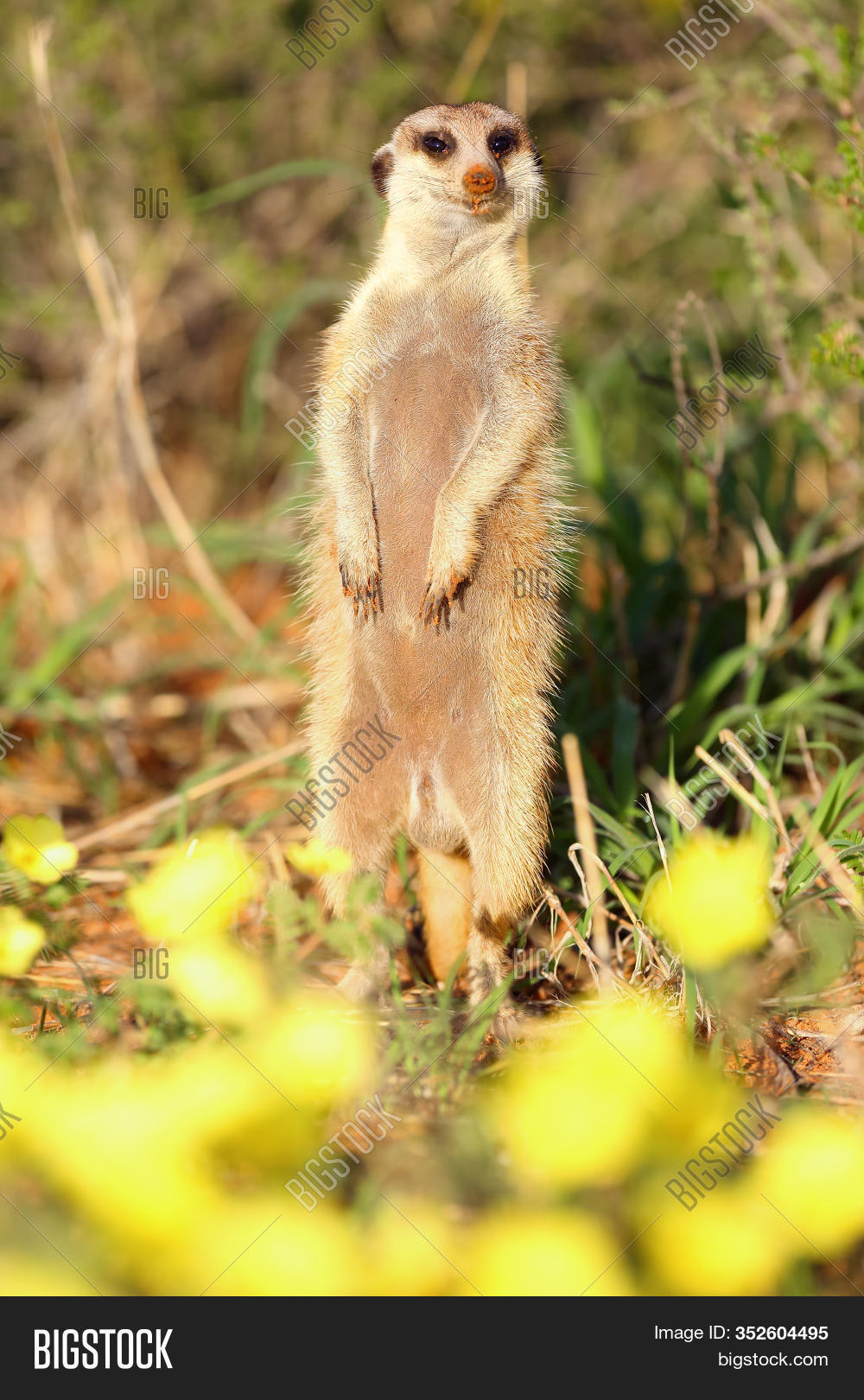 Meerkat Suricate ( Image & Photo (Free Trial) | Bigstock