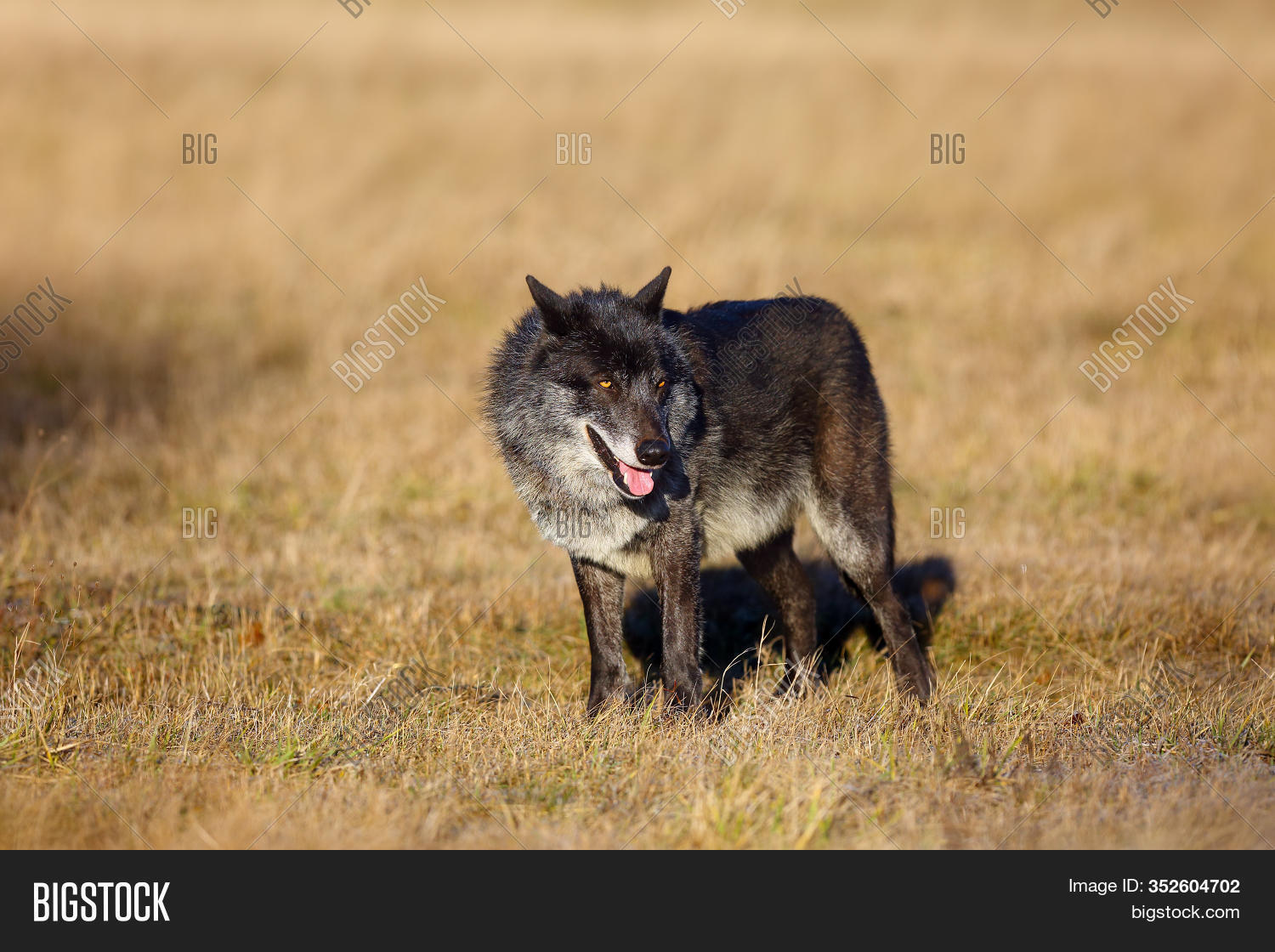 Northwestern Wolf ( Image & Photo (Free Trial) | Bigstock
