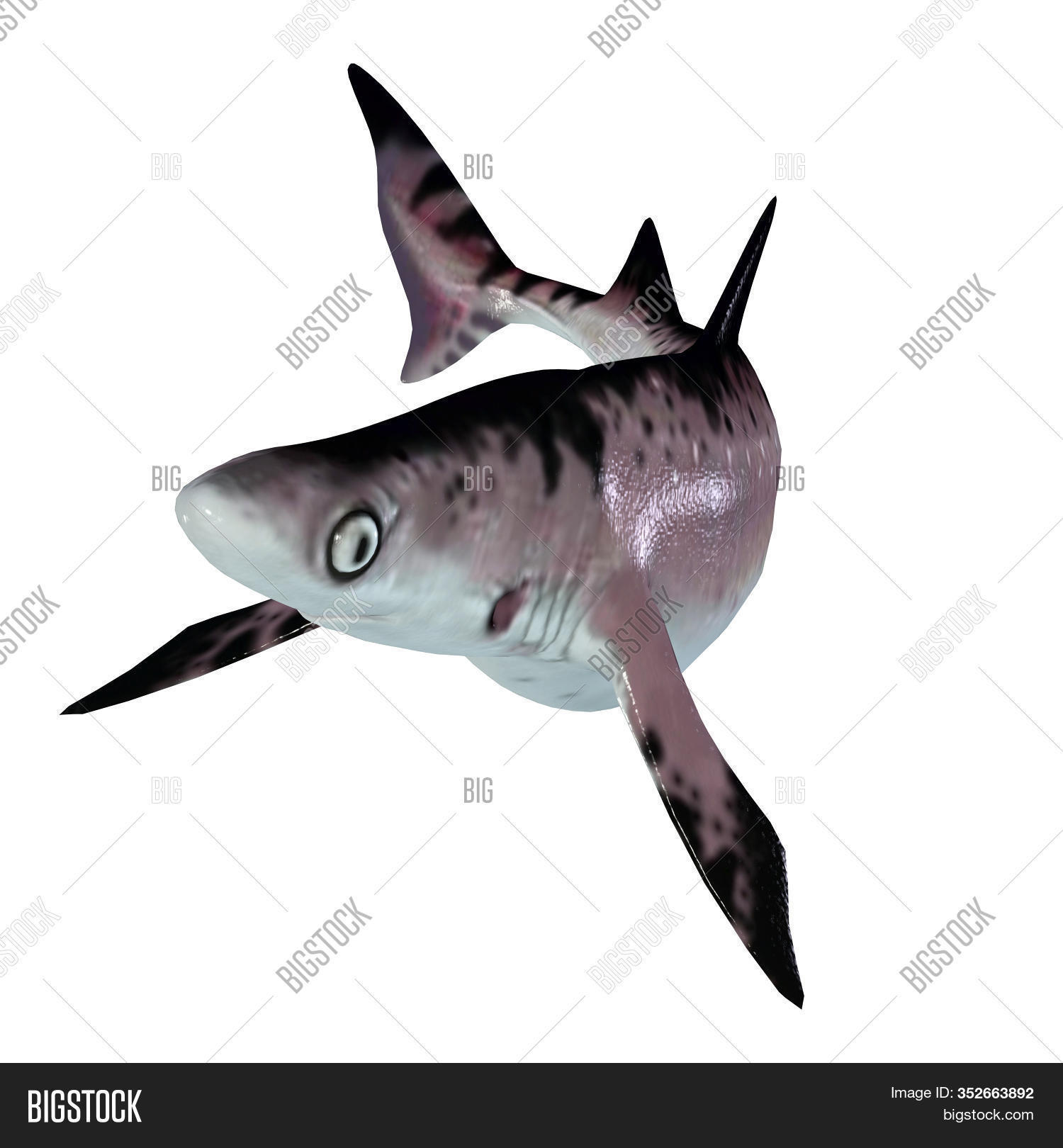 Hybodontiformes Shark Image & Photo (Free Trial) | Bigstock