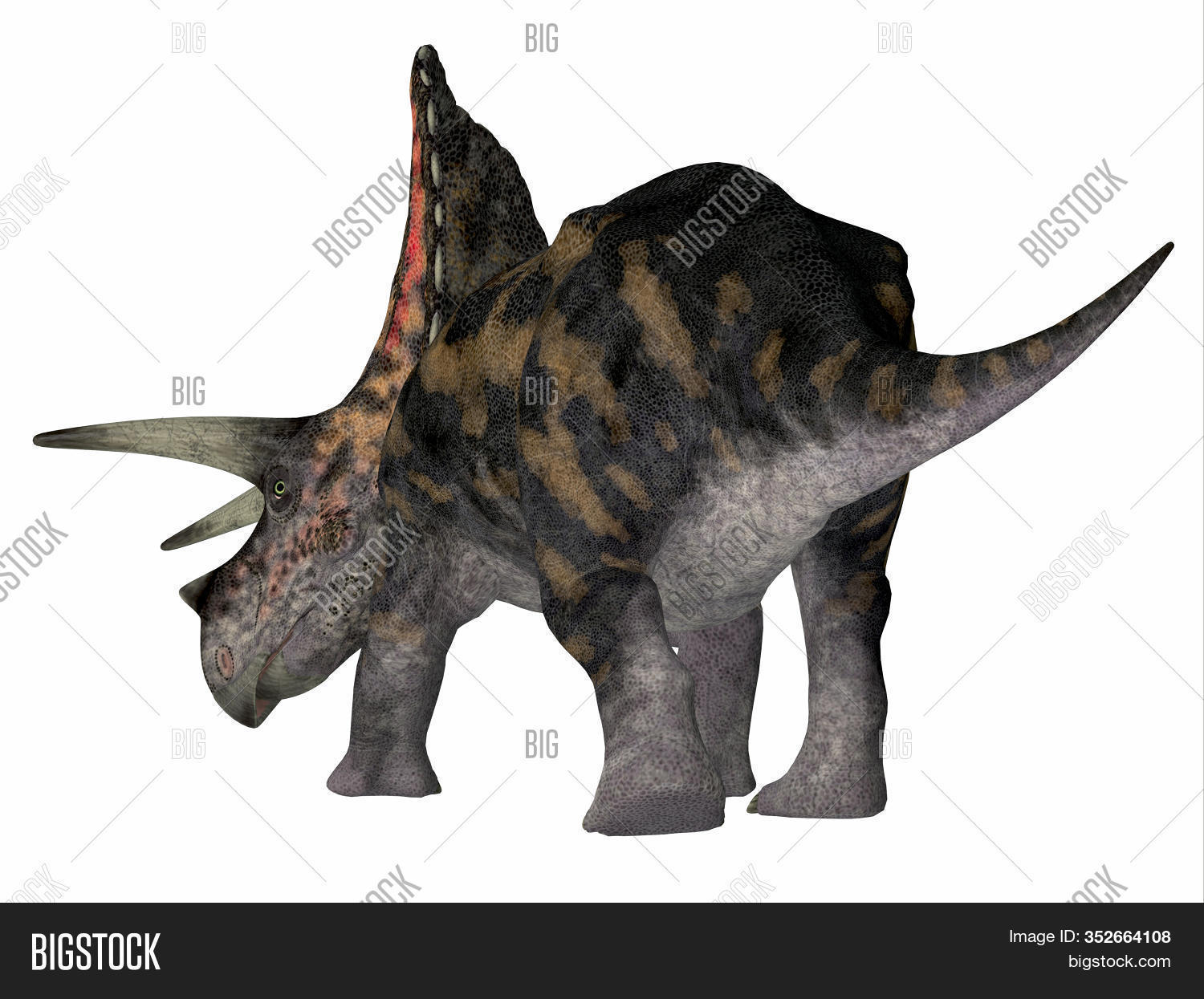 Torosaurus Dinosaur Image & Photo (Free Trial) | Bigstock
