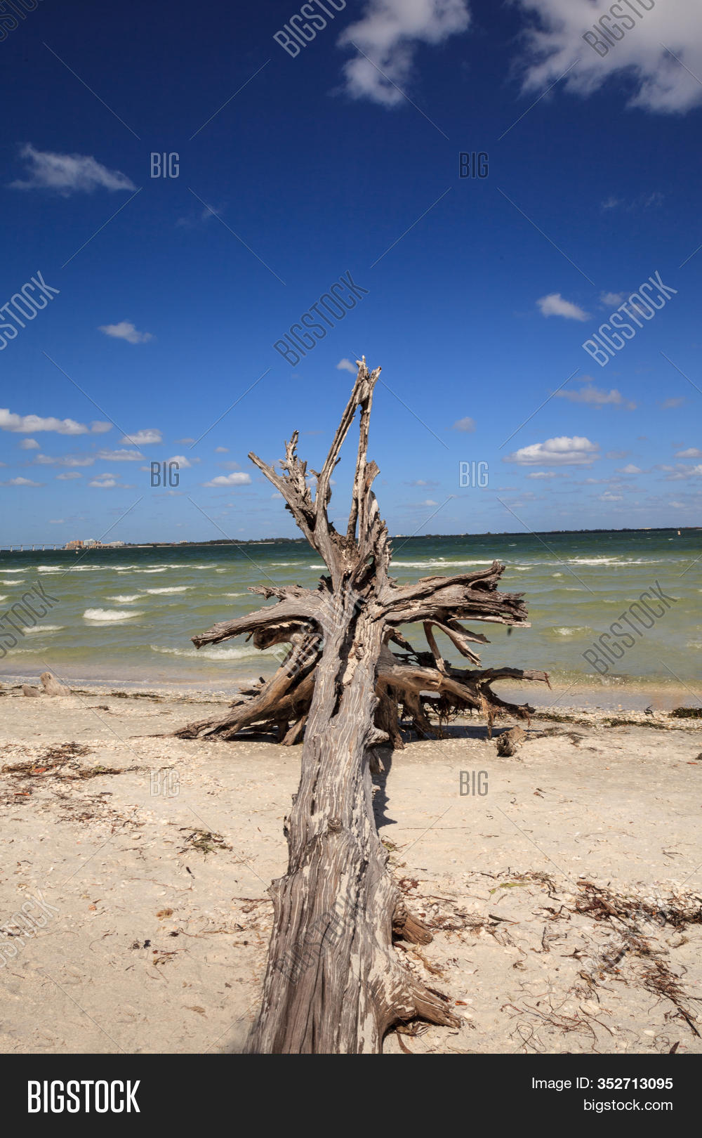 Driftwood Edge Ocean Image & Photo (Free Trial) | Bigstock