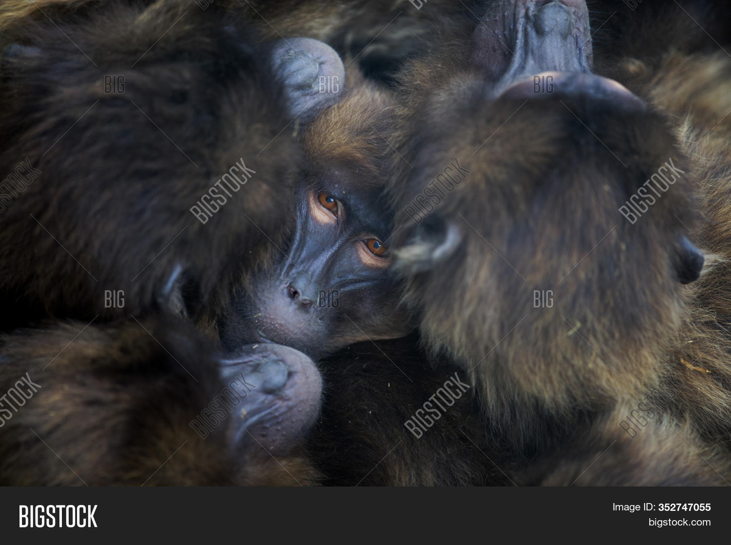 Gelada Baboons Hugging Image & Photo (Free Trial) | Bigstock