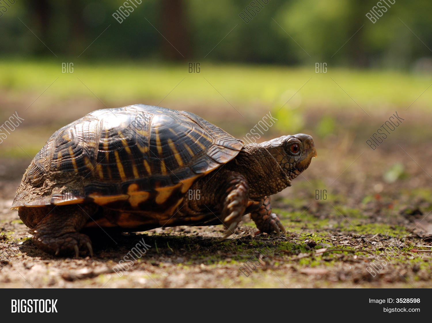 Ornate Box Turtle Image & Photo (Free Trial) | Bigstock