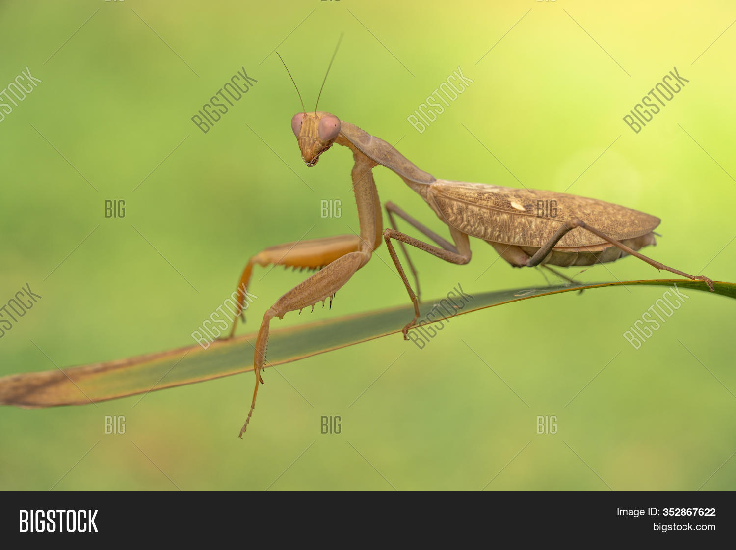 African Mantis Common Image & Photo (Free Trial) | Bigstock