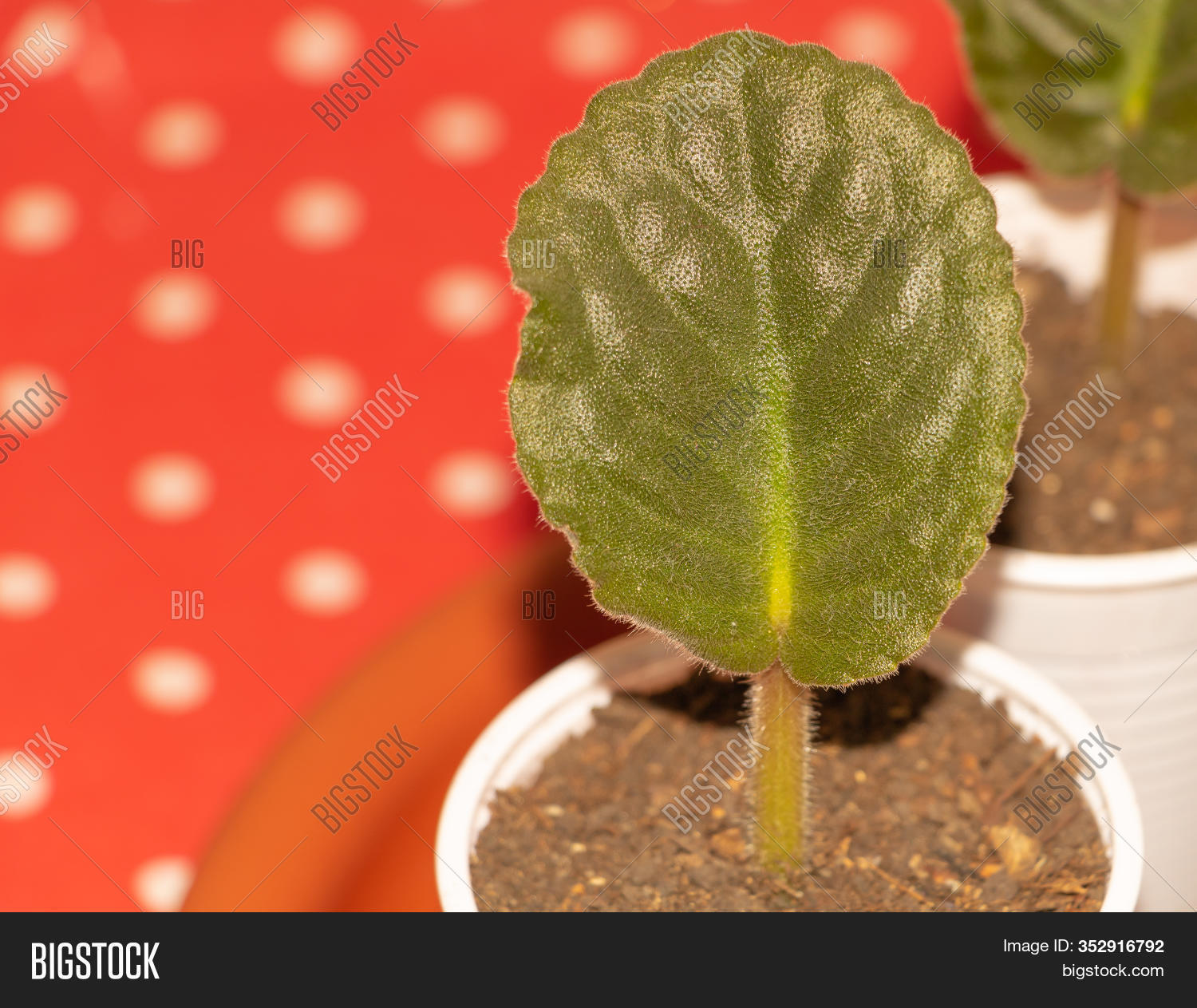African Violet Leaf Image & Photo (Free Trial) | Bigstock