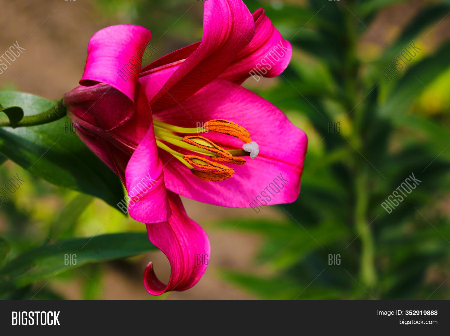 Red Lilies Garden. Image & Photo (Free Trial) | Bigstock