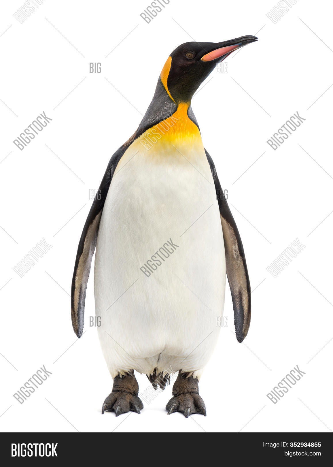 King Penguin Facing Image & Photo (Free Trial) | Bigstock