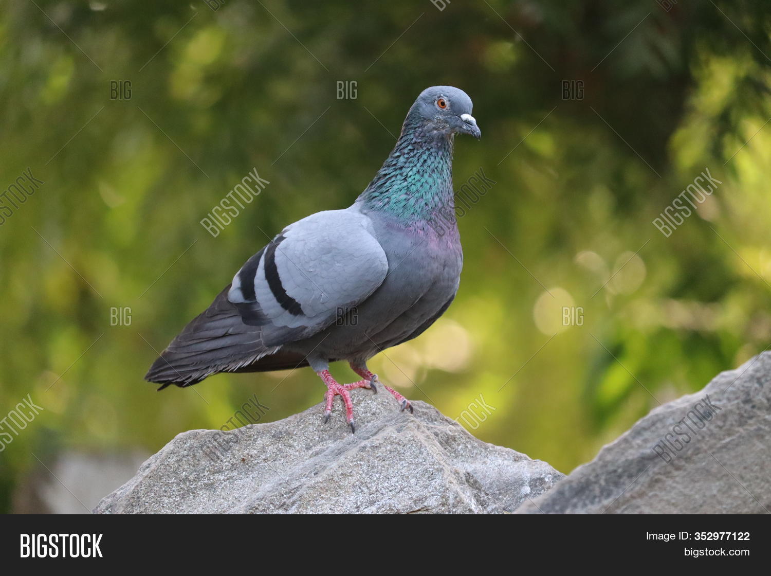 Pigeon On Ground Image & Photo (Free Trial) | Bigstock