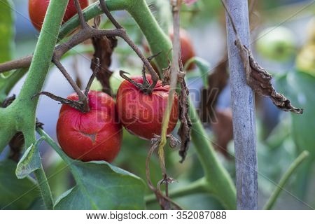 Rotten Tomatoes, Poor Quality Tomatoes, Diseased Tomatoes - Stock Image - Everypixel