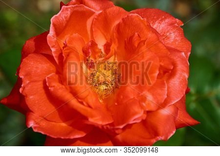 One Large Head Red Image & Photo (Free Trial) | Bigstock