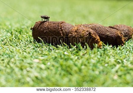 Nasty Shit Fly Insect Image & Photo (Free Trial) | Bigstock