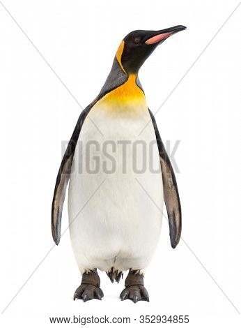 King Penguin Facing Image & Photo (Free Trial) | Bigstock