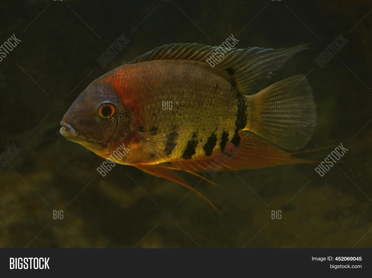 Cichlasoma Cichlid ( Image & Photo (Free Trial) | Bigstock