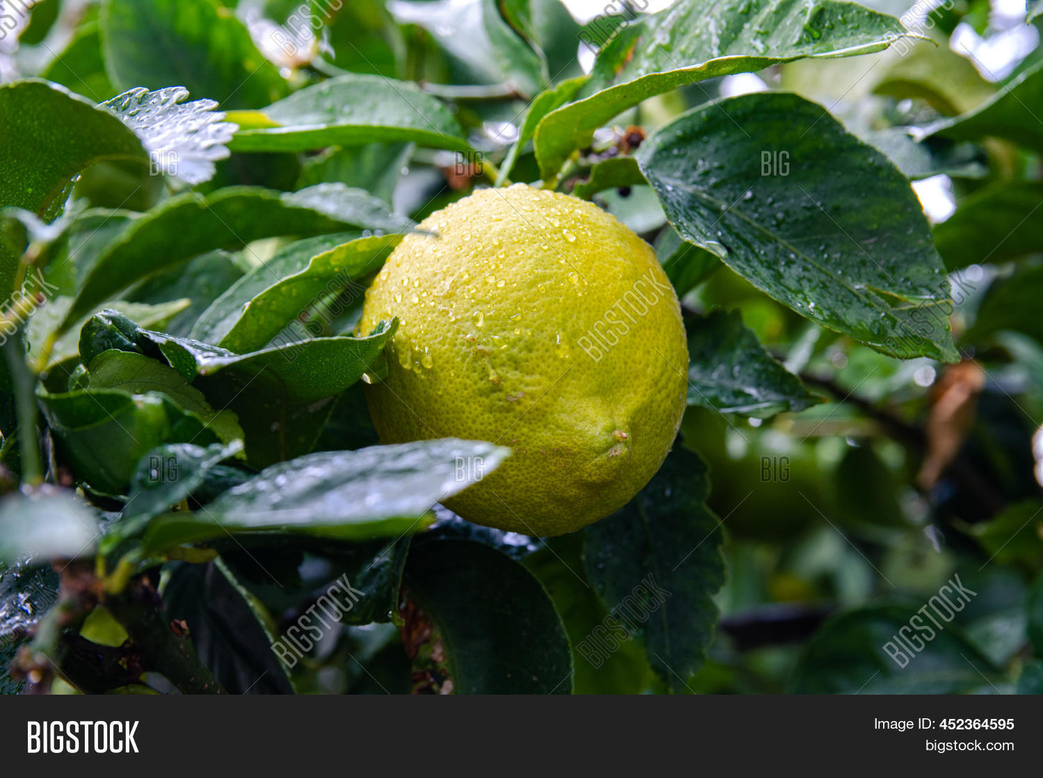 Lemon Tree Ripening Image & Photo (Free Trial) | Bigstock