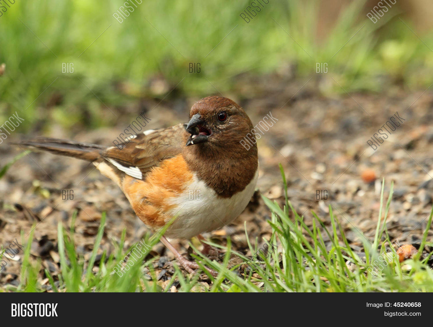 Female Eastern Towhee Image & Photo (Free Trial) | Bigstock
