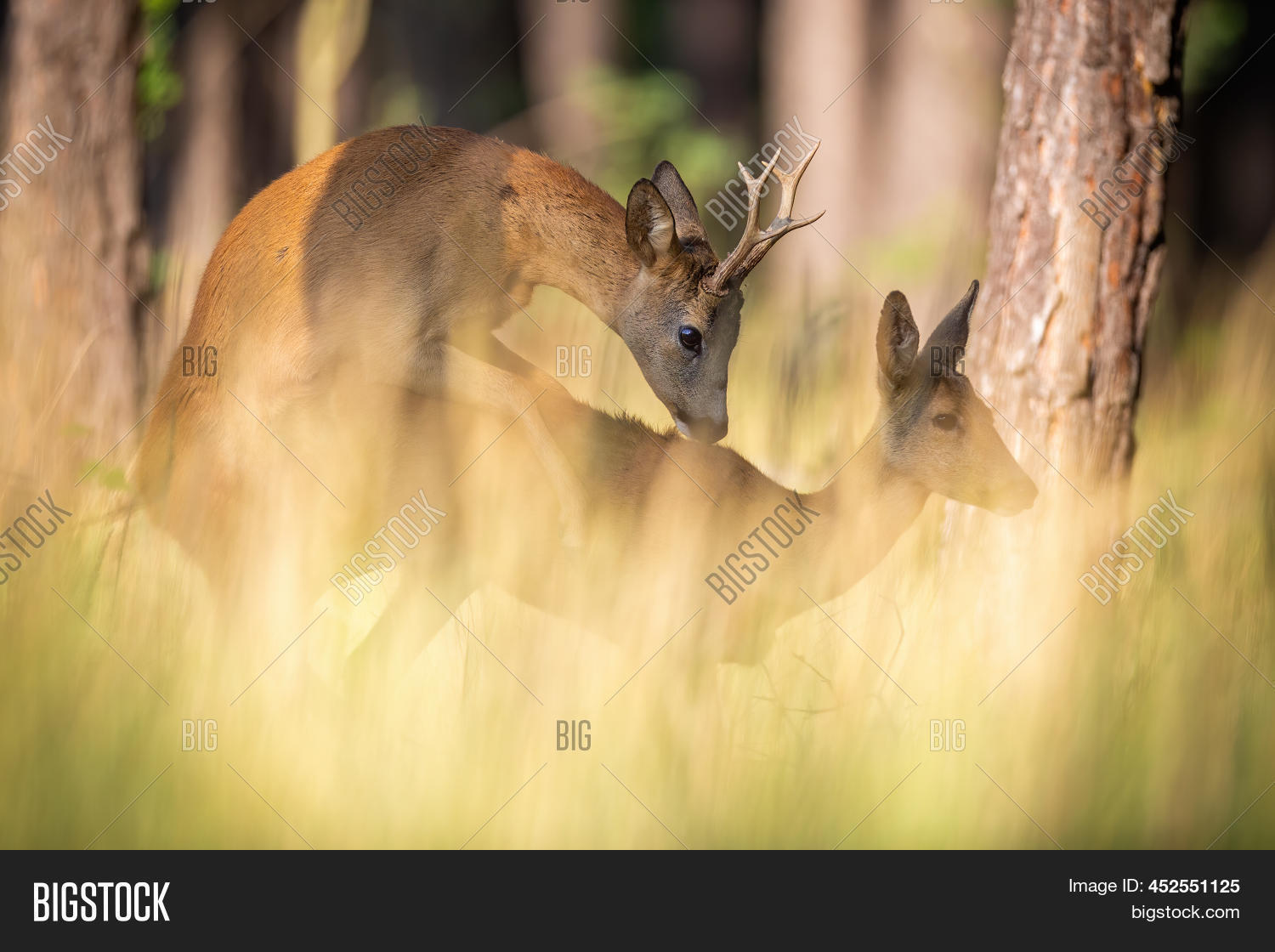 Mating Roe Deer Buck Image & Photo (Free Trial) | Bigstock