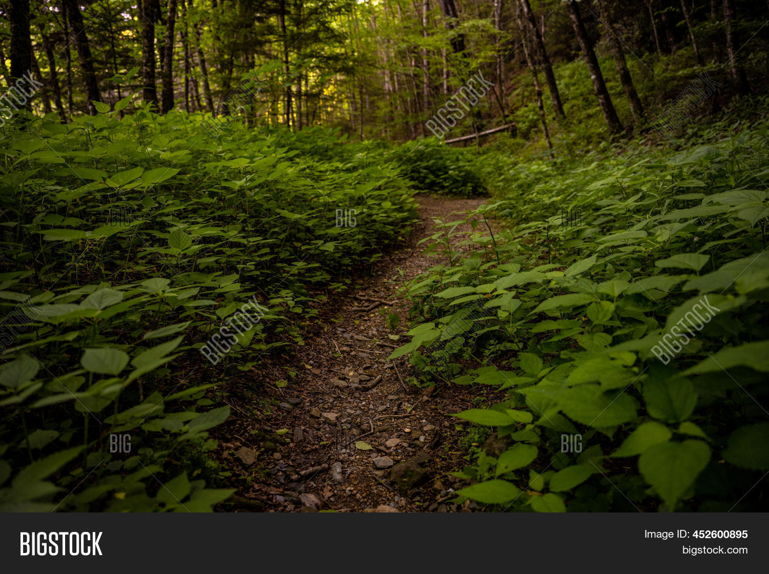 Low Angle Narrow Trail Image & Photo (Free Trial) | Bigstock