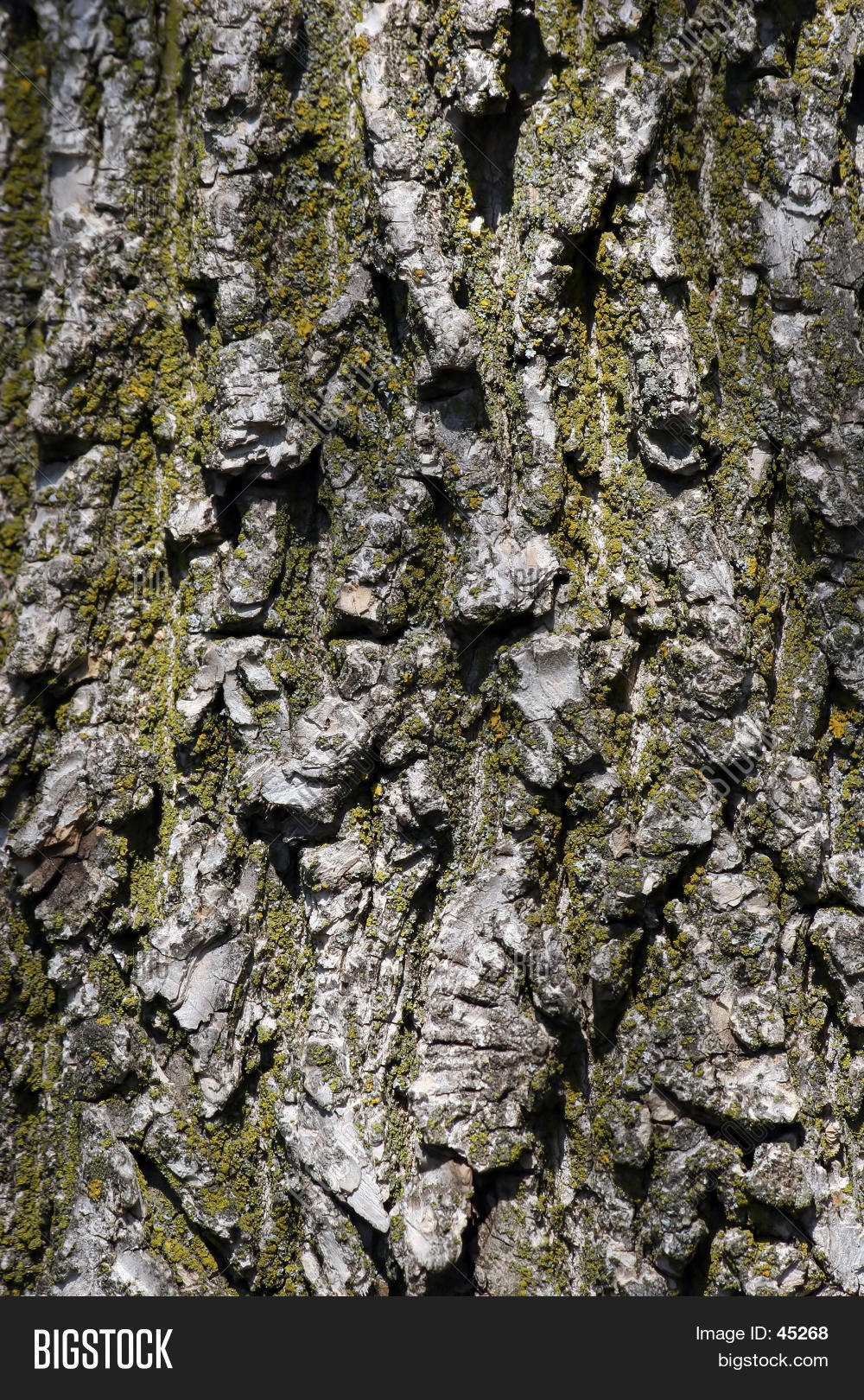 Gnarled Wood Image & Photo (Free Trial) | Bigstock