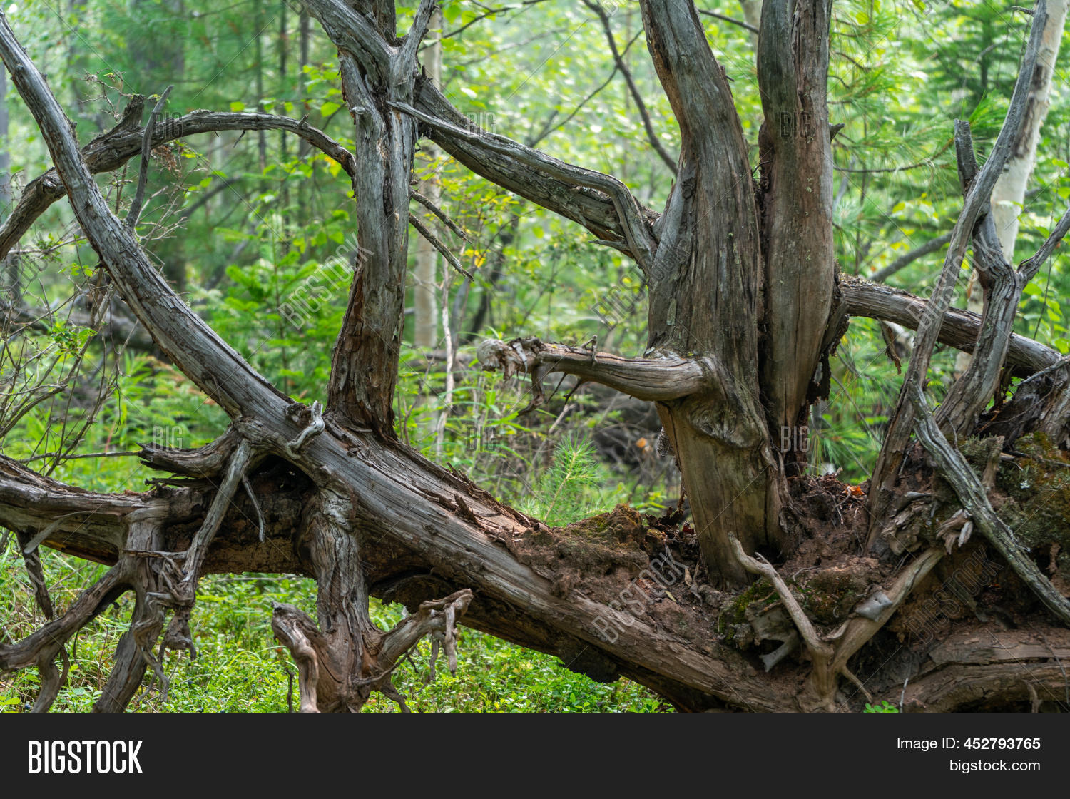 Gnarled Branches Roots Image & Photo (Free Trial) | Bigstock