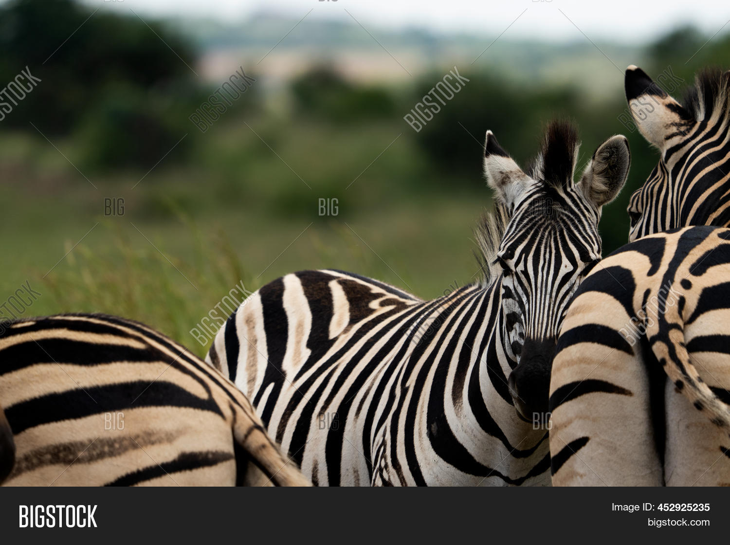 Zebra Grooming Image & Photo (Free Trial) | Bigstock