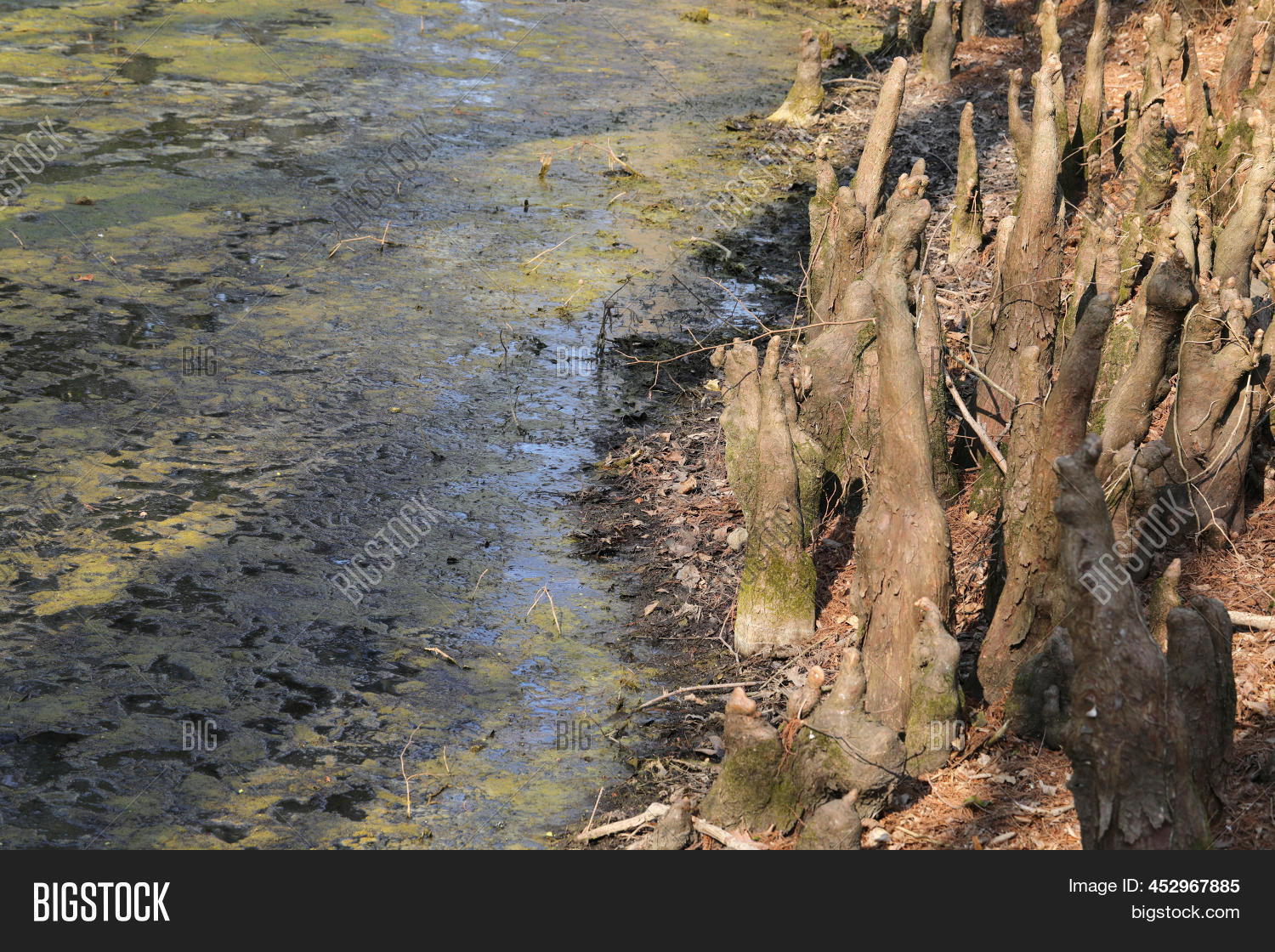 Stagnant Muddy Swamp Image & Photo (Free Trial) | Bigstock