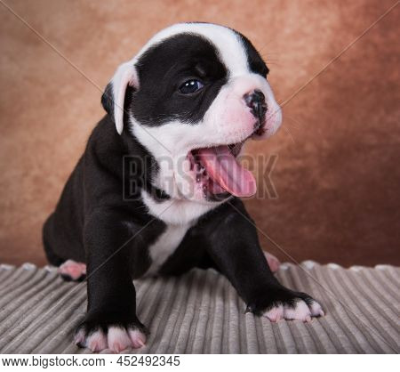 Funny American Bullies Image & Photo (Free Trial) | Bigstock