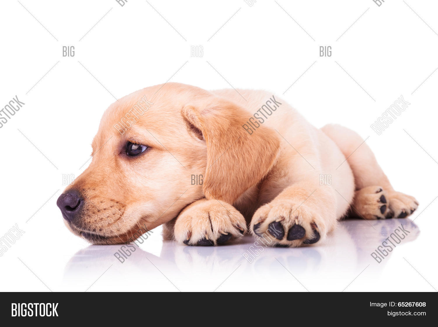 Sad Little Labrador Image & Photo (Free Trial) | Bigstock