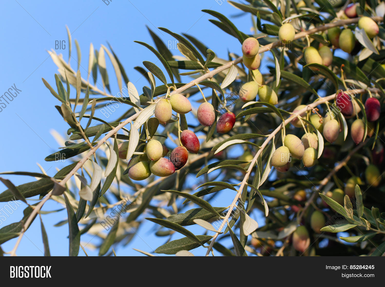 Mature Olives On Tree Image & Photo (Free Trial) | Bigstock