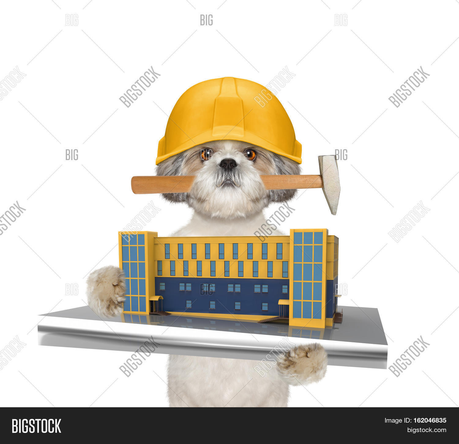 Cute Dog Builder Image & Photo (Free Trial) | Bigstock