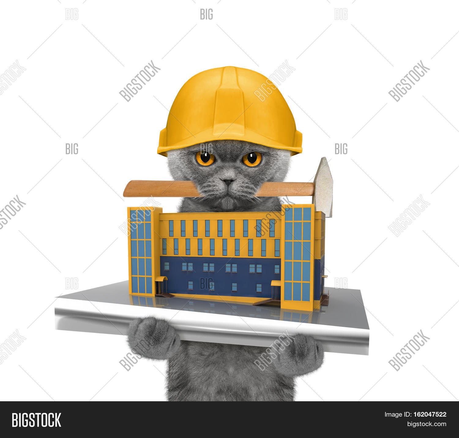 Cat Builder Holding Image & Photo (Free Trial) | Bigstock