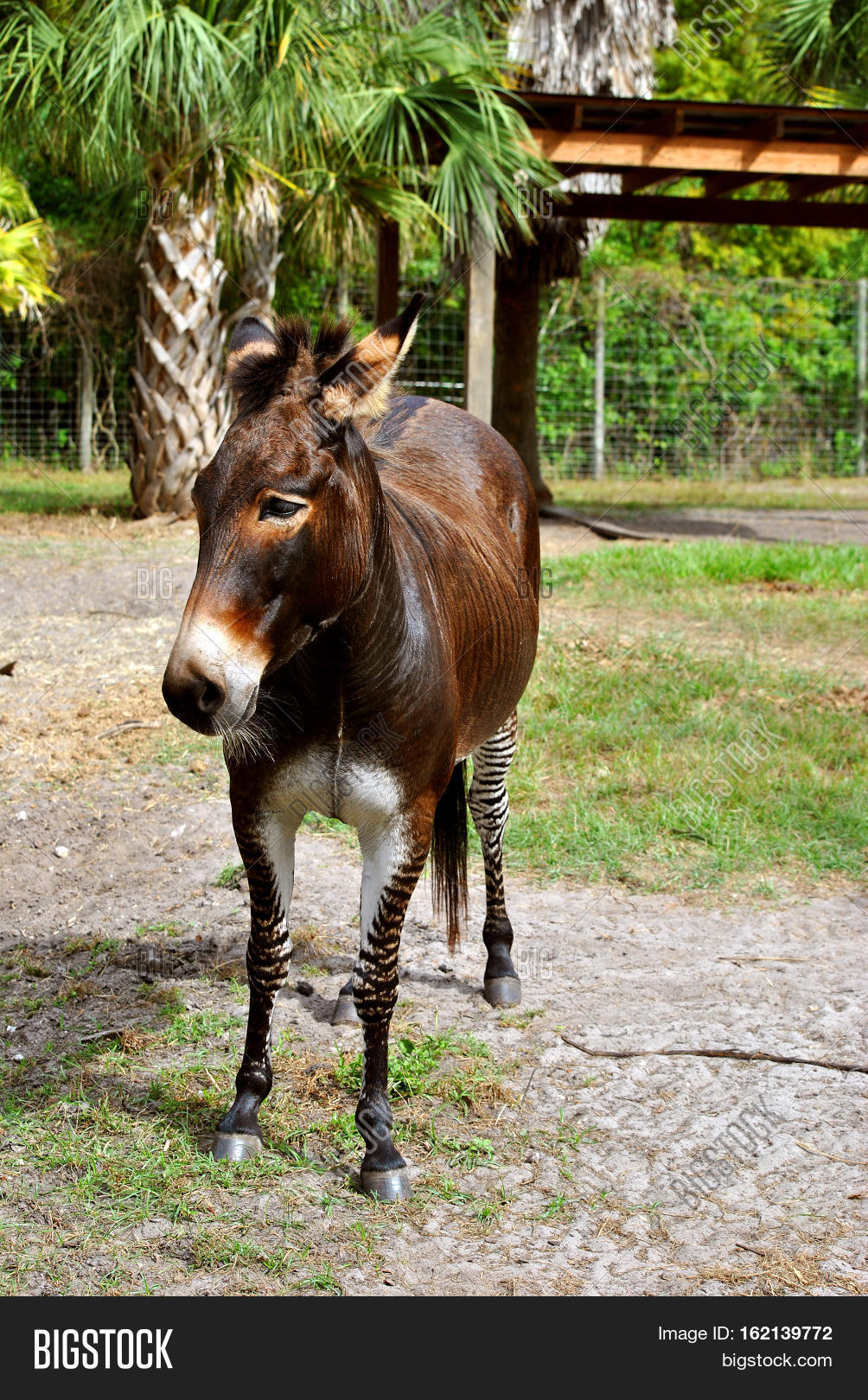 Zebroid Cross Between Image & Photo (Free Trial) | Bigstock