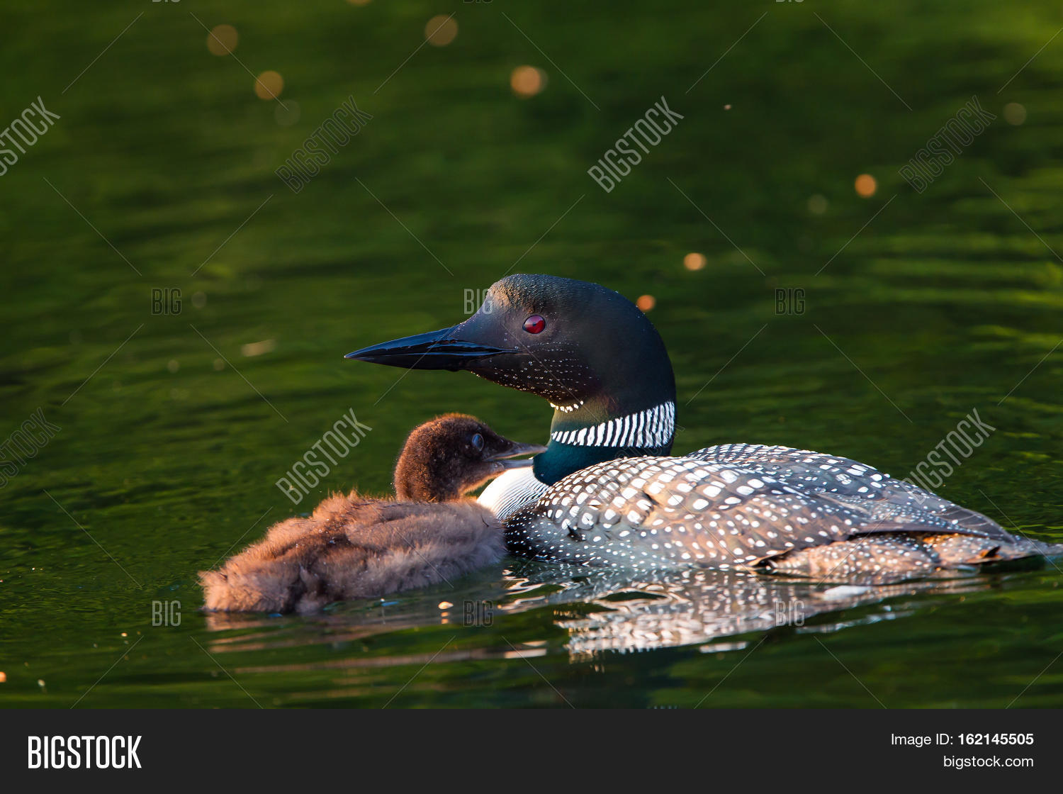 Baby Loon Chick Image & Photo (Free Trial) | Bigstock