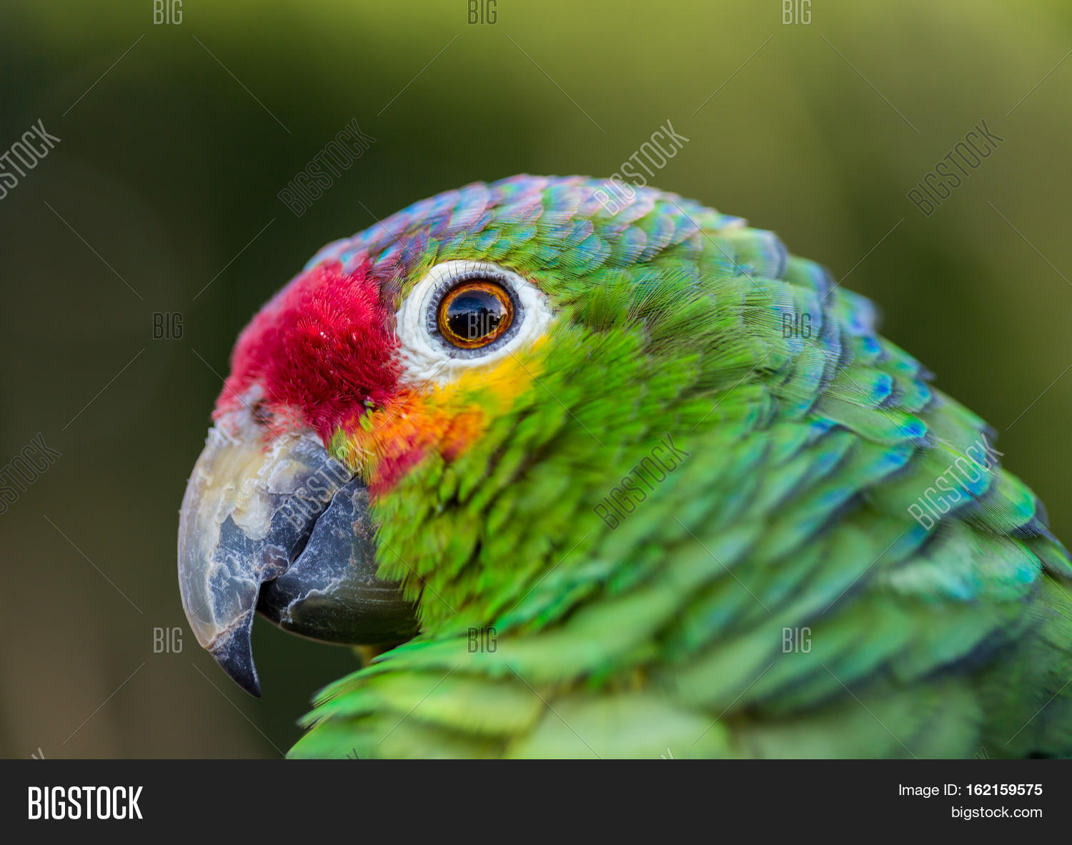Red-lored Amazon Red- Image & Photo (Free Trial) | Bigstock