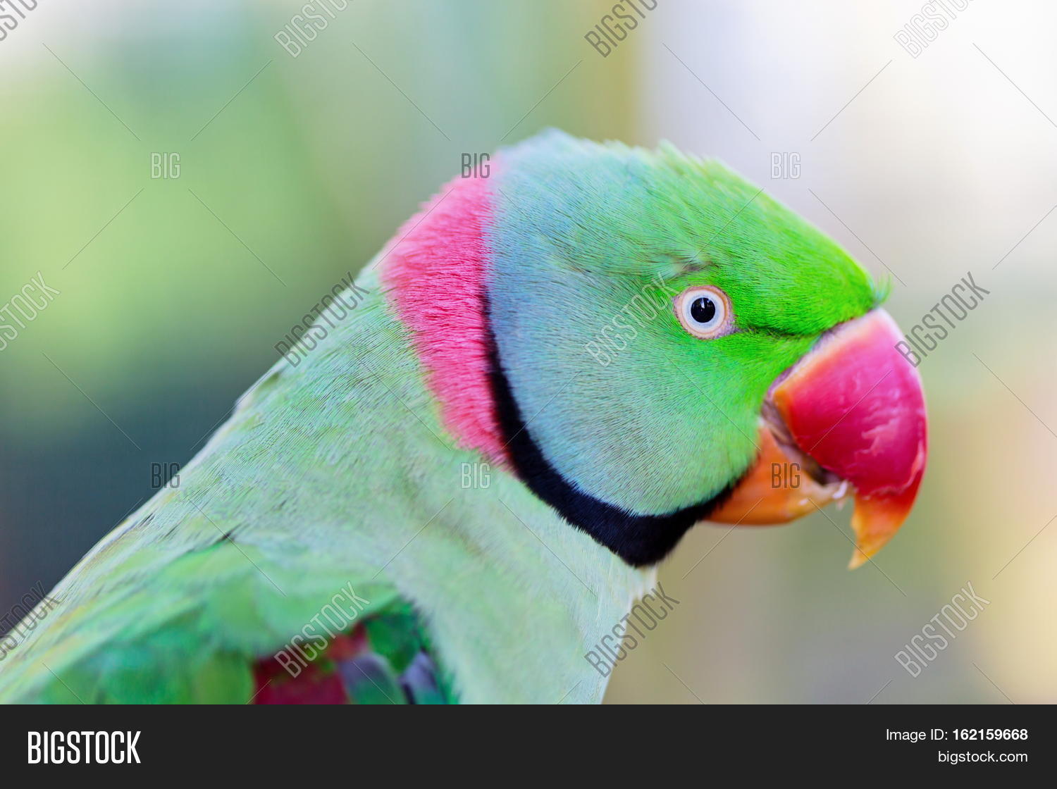 Alexandrine Parakeet Image & Photo (Free Trial) | Bigstock