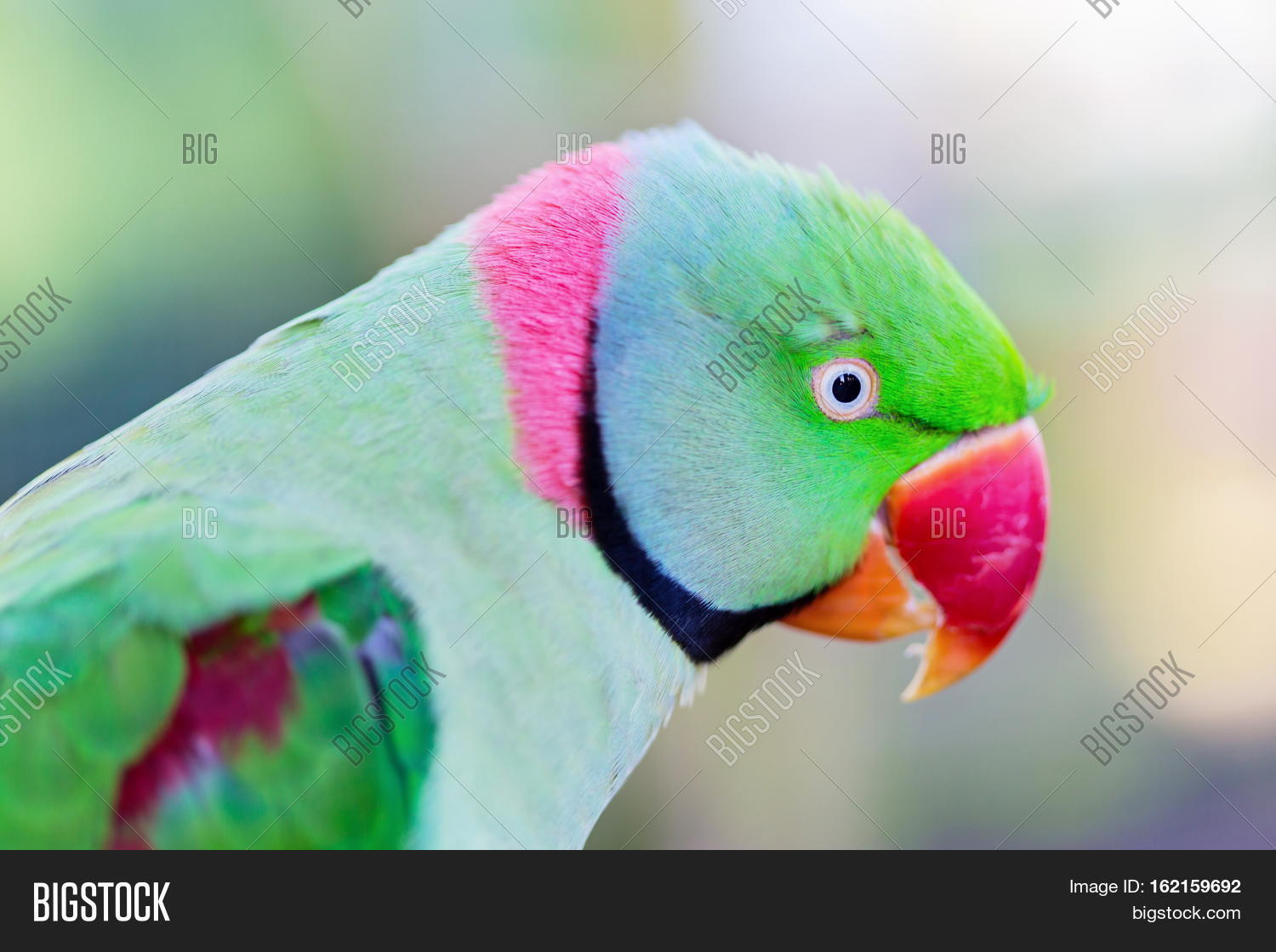 Alexandrine Parakeet Image & Photo (Free Trial) | Bigstock