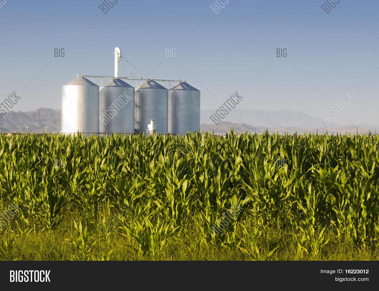 Corn Crop Farm Silos Image & Photo (Free Trial) | Bigstock