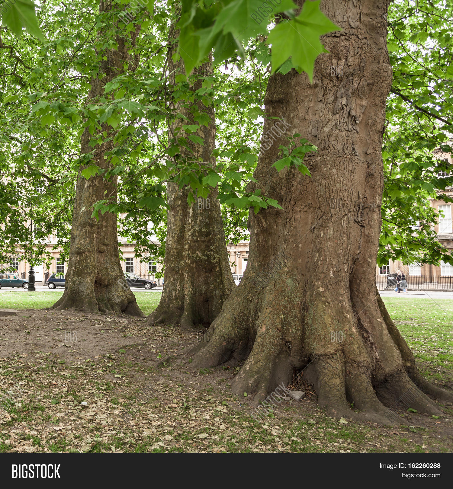 Public Park Old Trees Image & Photo (Free Trial) | Bigstock