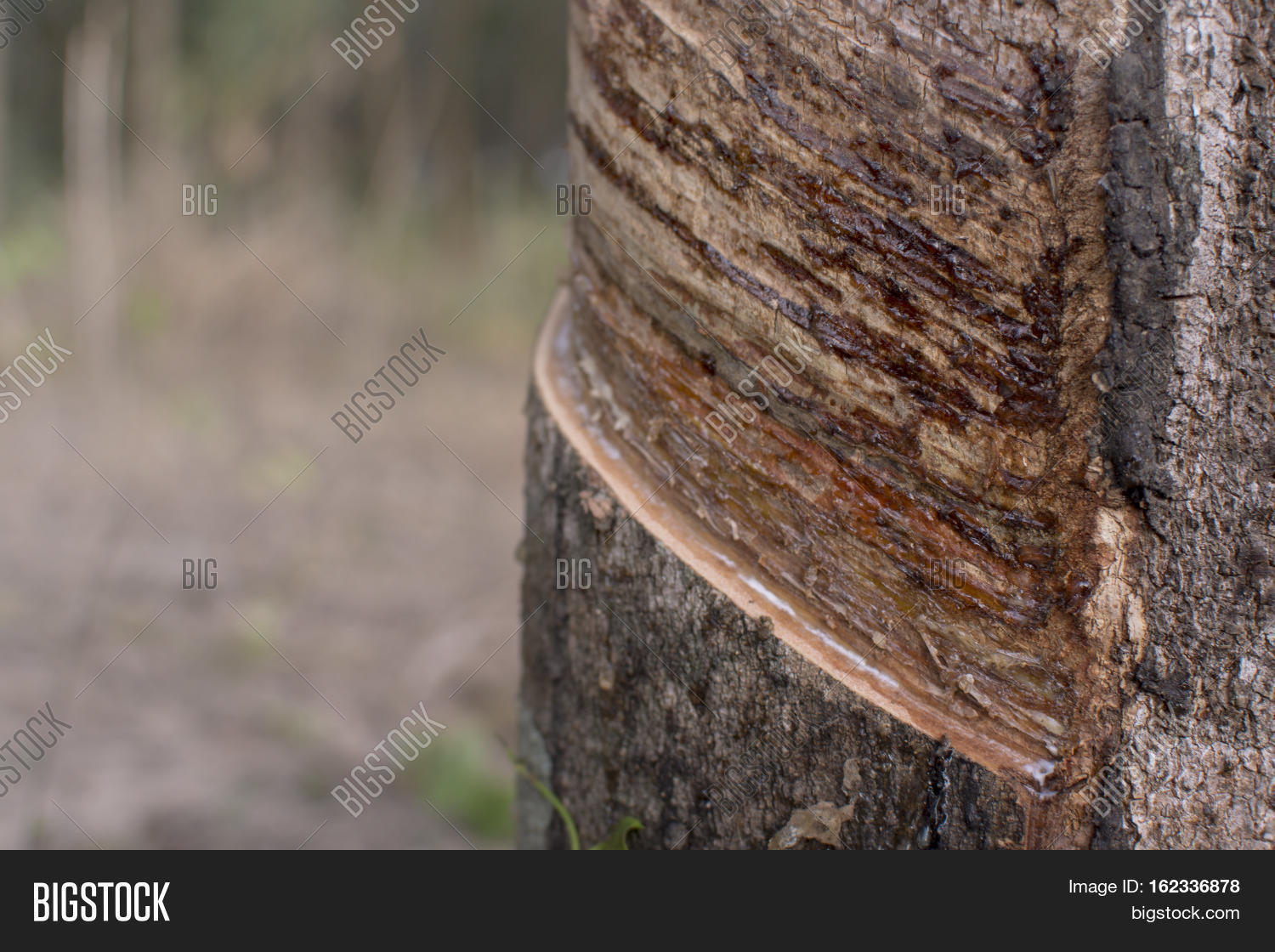 Trunk Rubber Hevea Image & Photo (Free Trial) | Bigstock