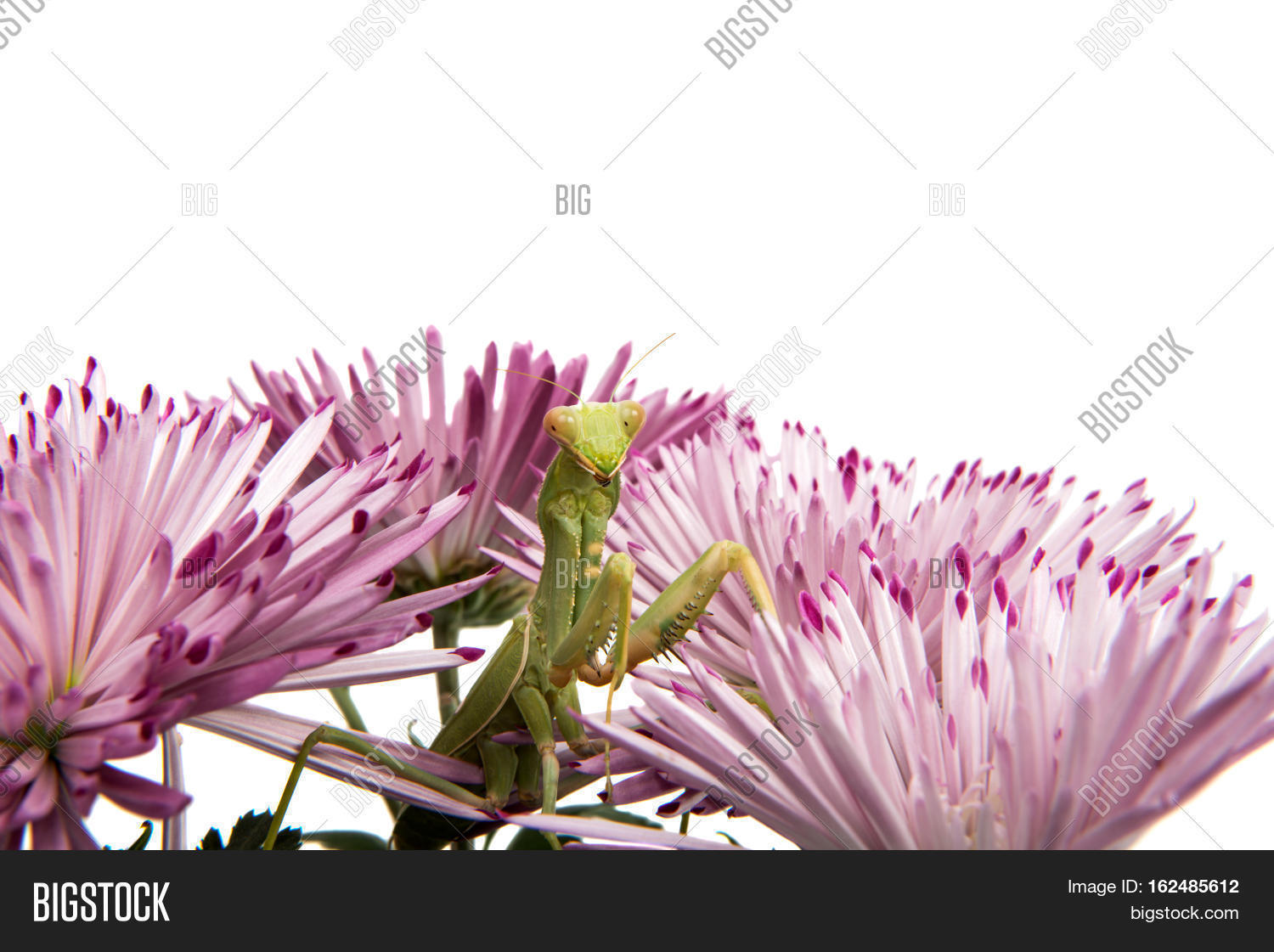 Mantis On Flower On Image & Photo (Free Trial) | Bigstock