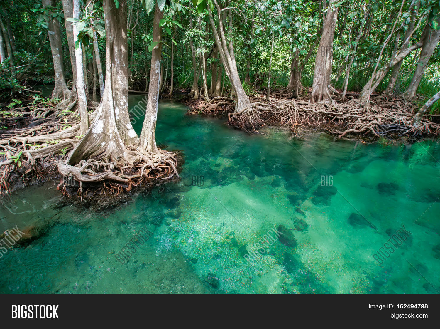 Mangrove Tree Tha Pom Image & Photo (Free Trial) | Bigstock