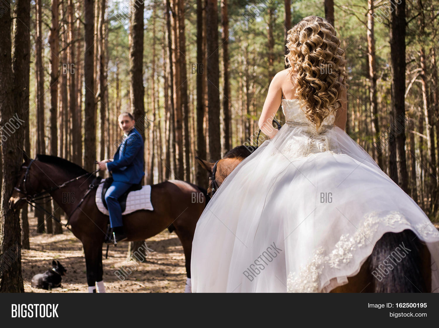 Horse In Wedding