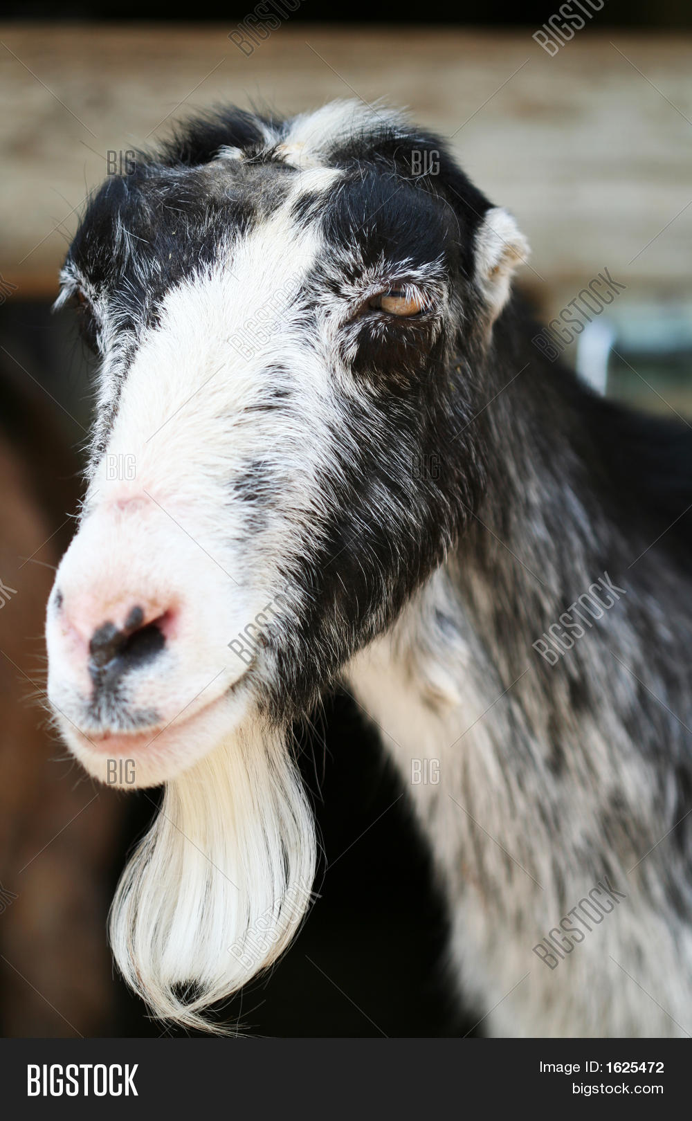 Billy Goat Image & Photo (Free Trial) | Bigstock
