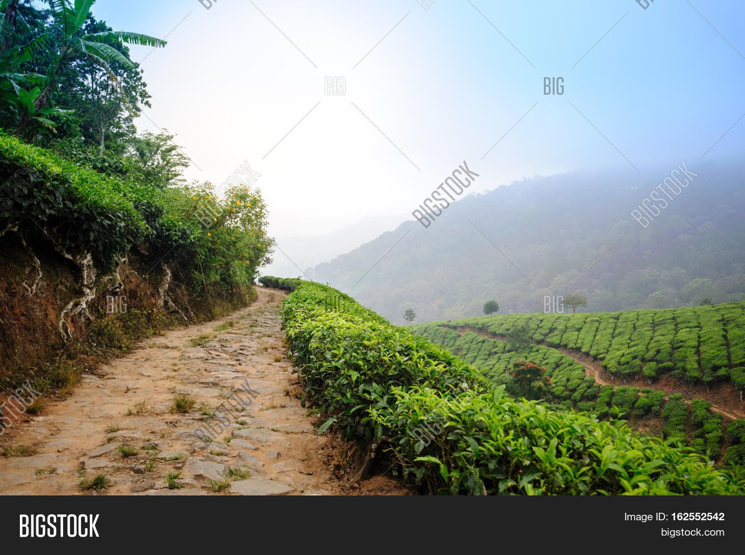 Road Between Tea Image & Photo (Free Trial) | Bigstock