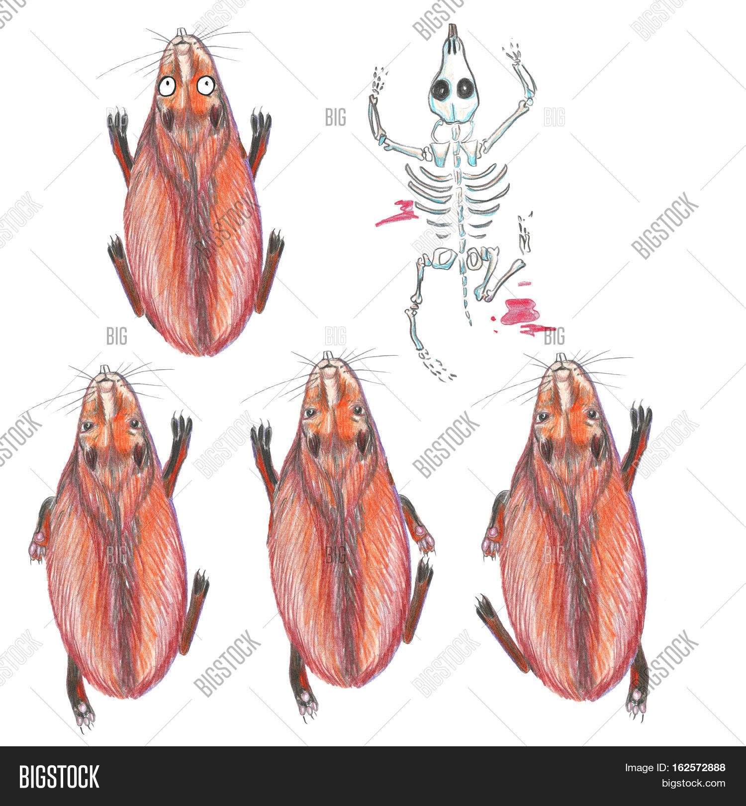 Cute Capybaras. Hand Image & Photo (Free Trial) | Bigstock