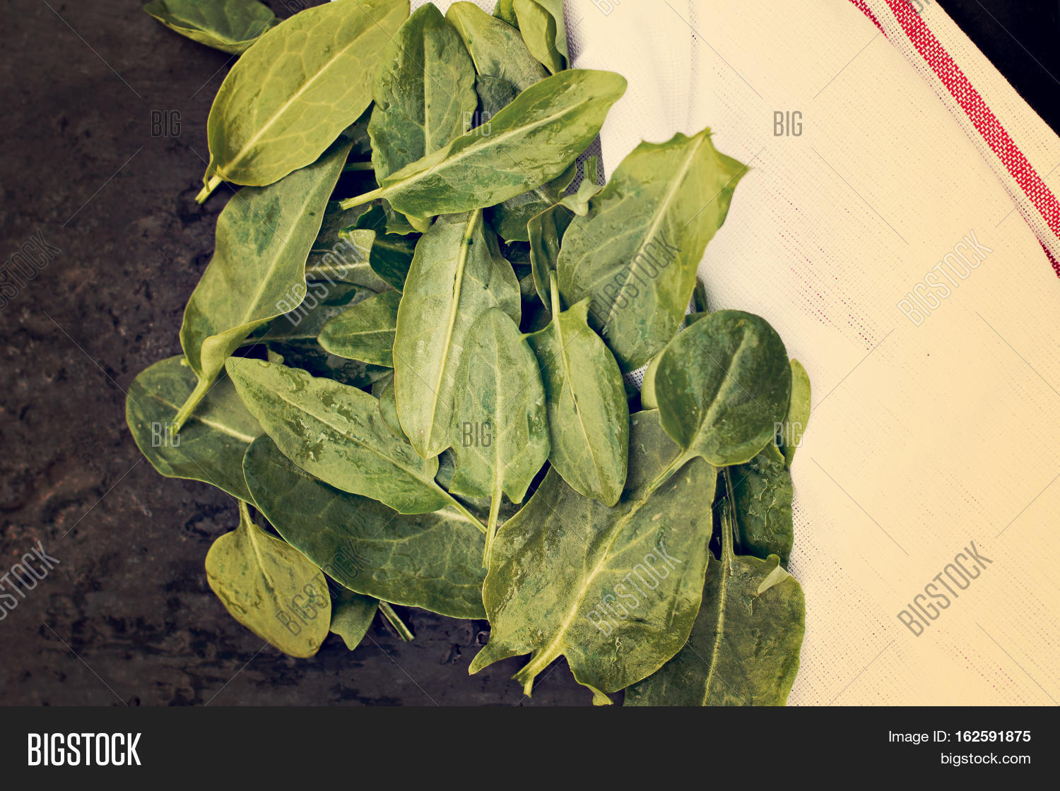Fresh Sorrel Leaves On Image & Photo (Free Trial) | Bigstock