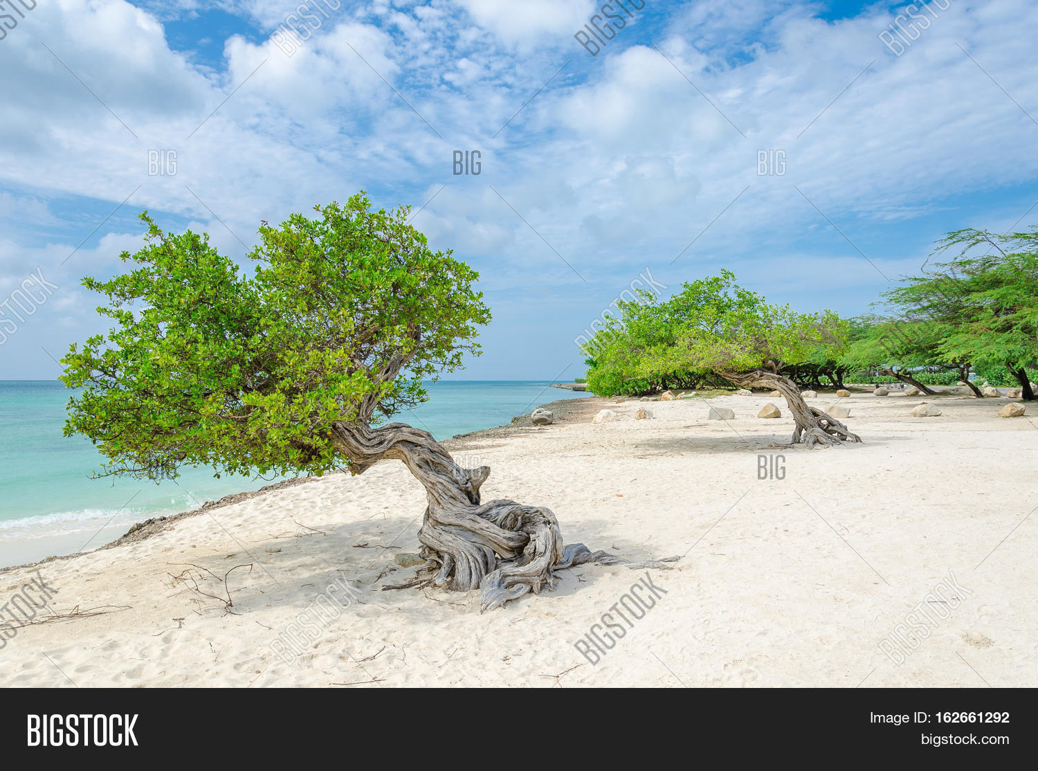 Famous Divi Divi Tree Image & Photo (Free Trial) | Bigstock