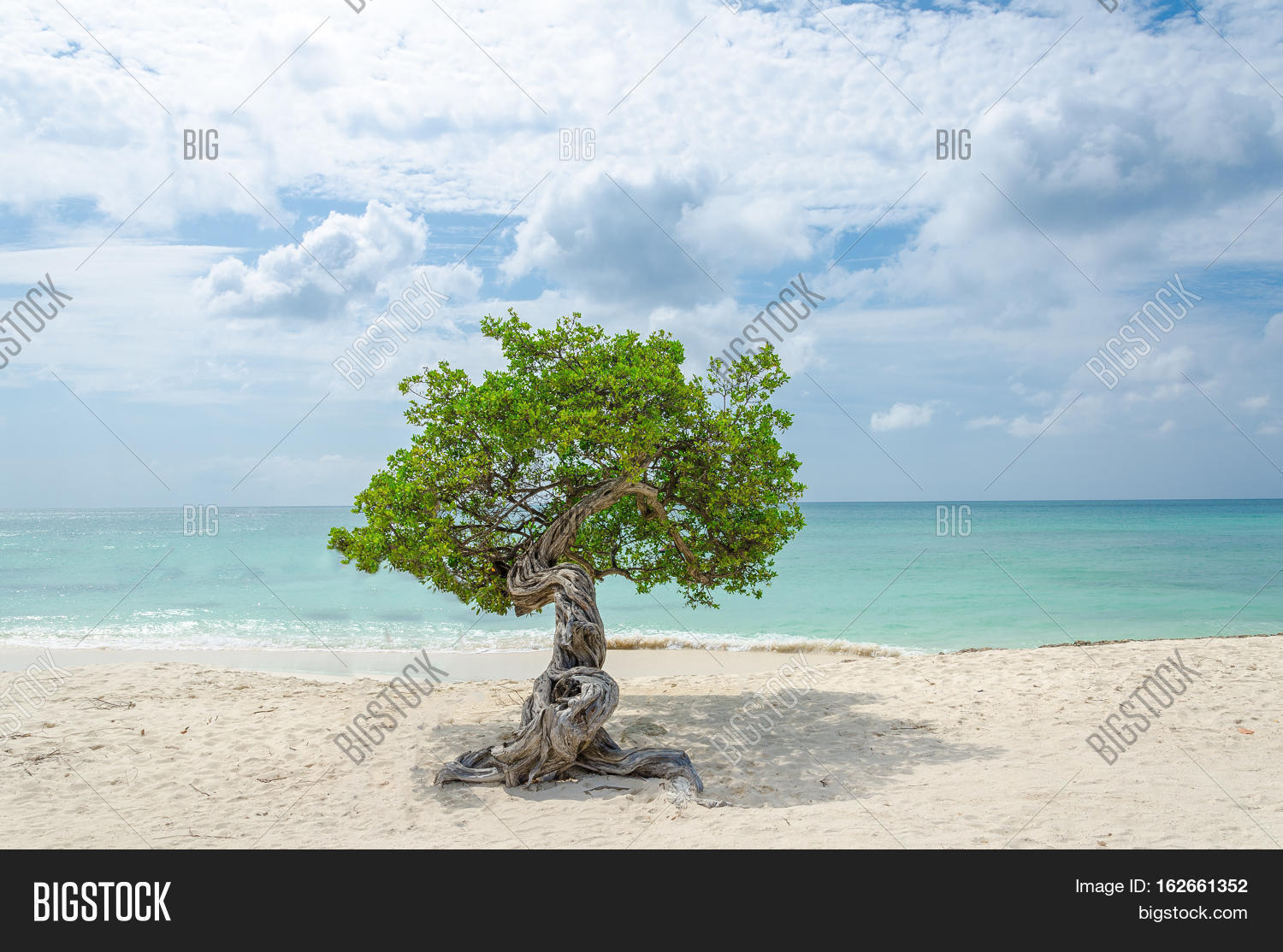 Famous Divi Divi Tree Image & Photo (Free Trial) | Bigstock