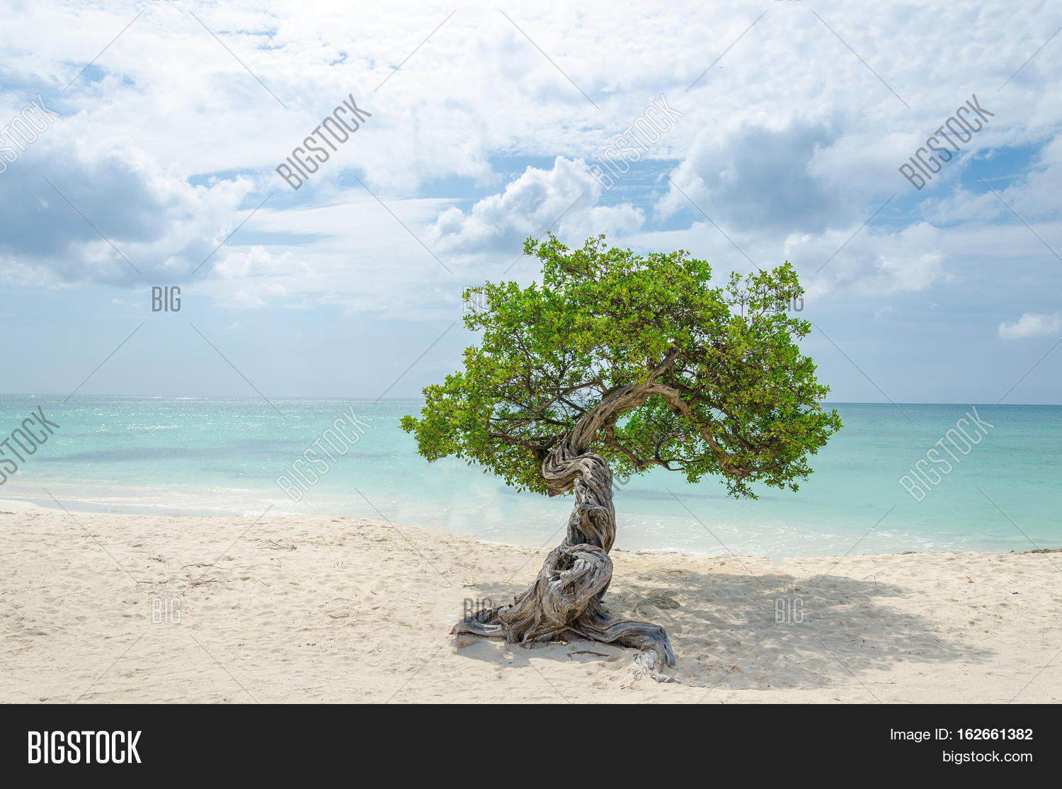 Famous Divi Divi Tree Image & Photo (Free Trial) | Bigstock