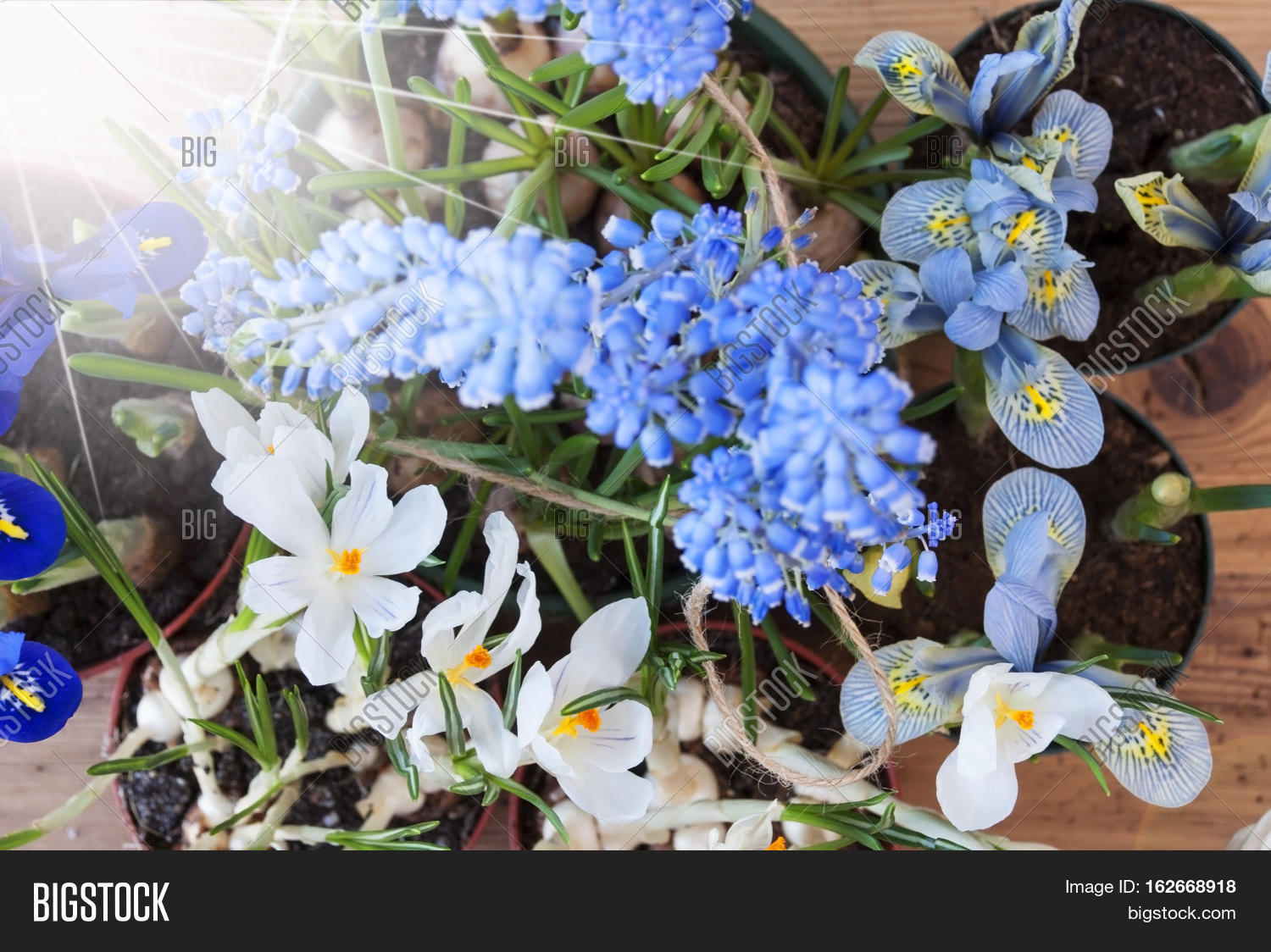 Flayt Lay Sunny Spring Image & Photo (Free Trial) | Bigstock